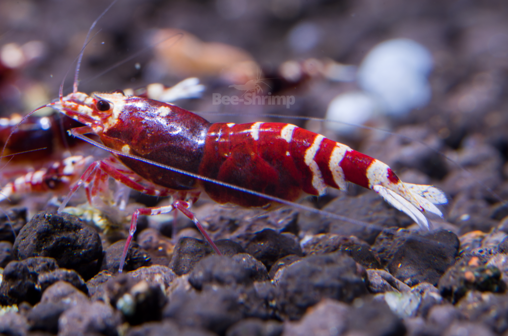 Pinto Mosura Tiger gen Metallic - Bee-Shrimp