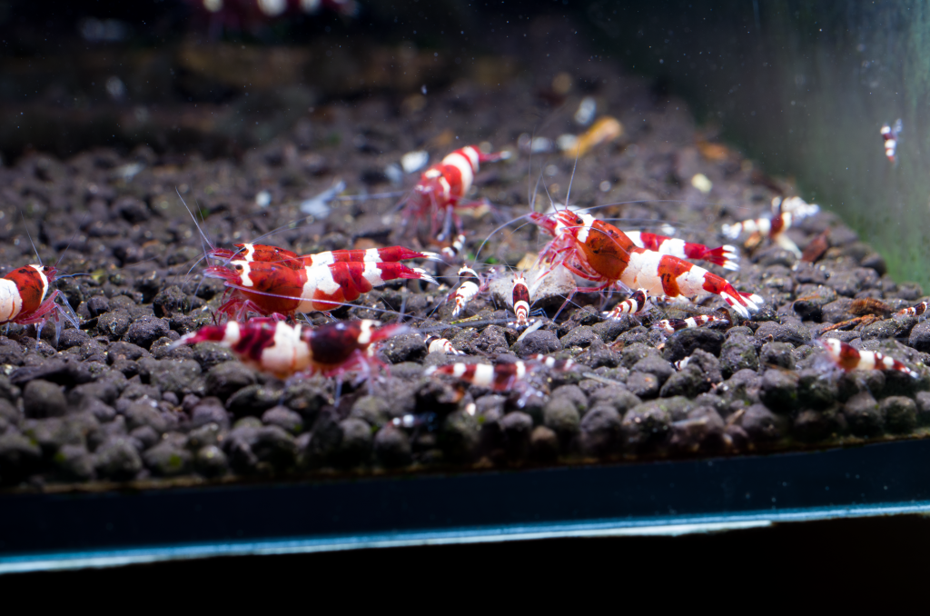 Taiwan Bee Wine Red - Bee-Shrimp