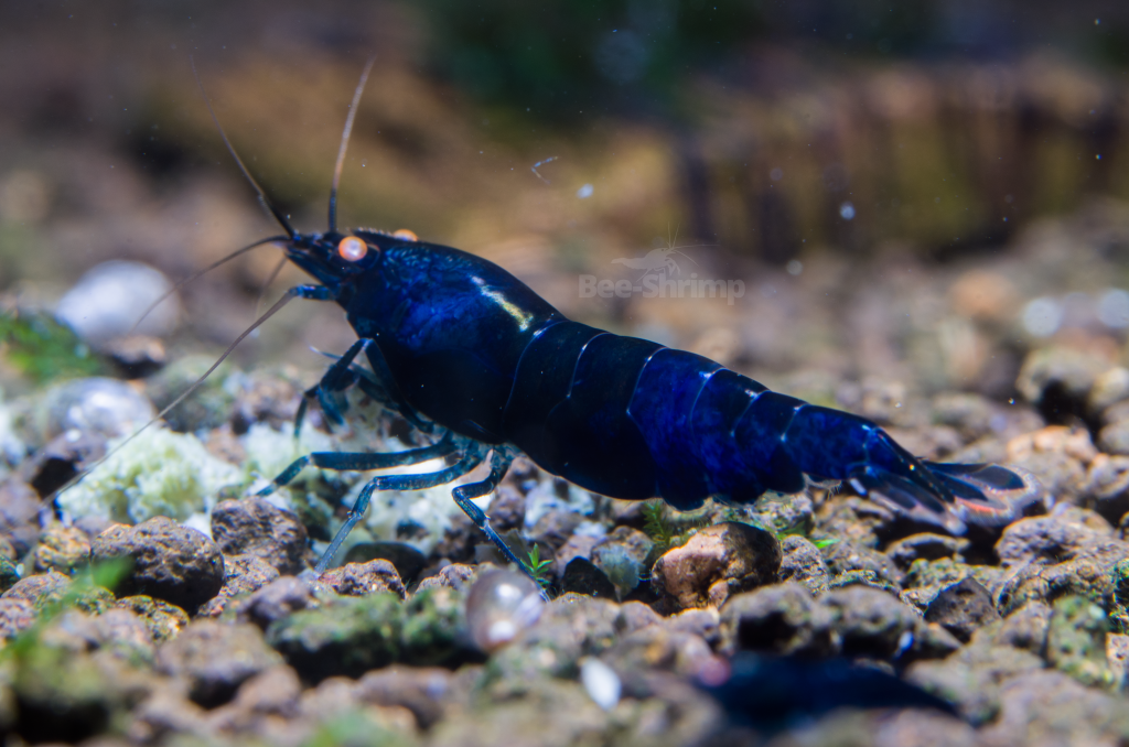 Royal Blue Tiger Orange Eyes - Bee-Shrimp