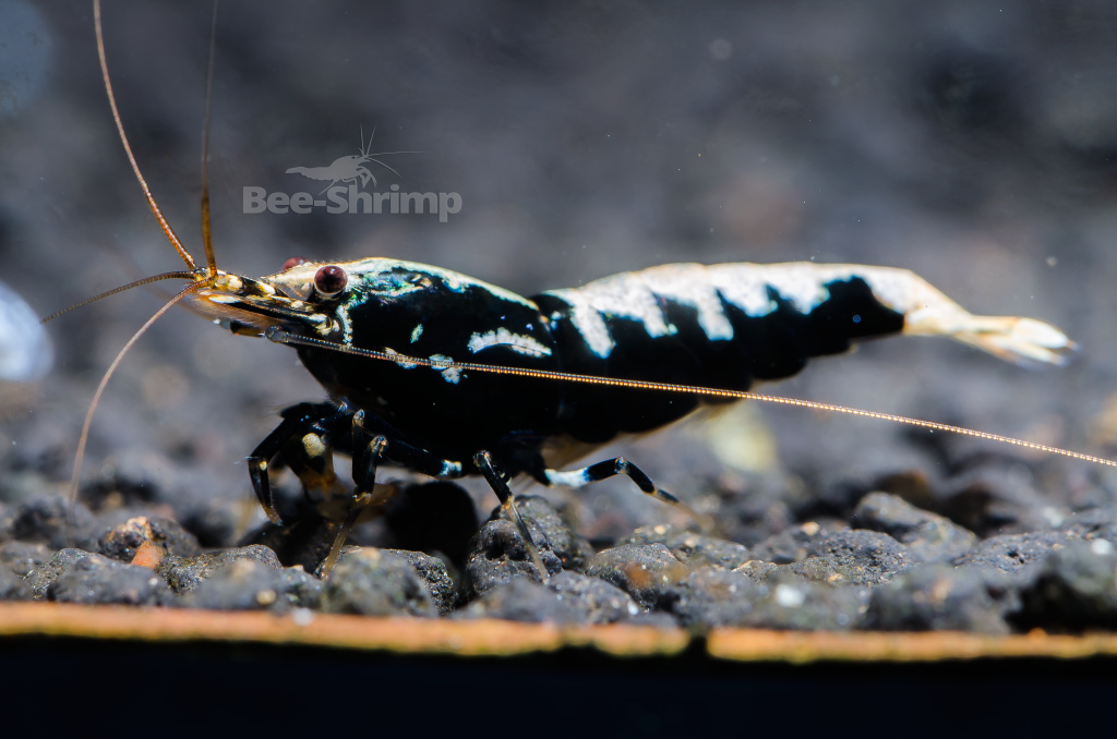 Galaxy Fishbone Black Low - Bee-Shrimp