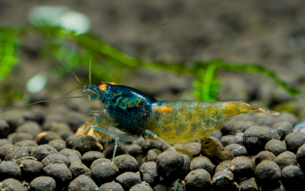 Blue Devil Orange Eyes - Bee-Shrimp