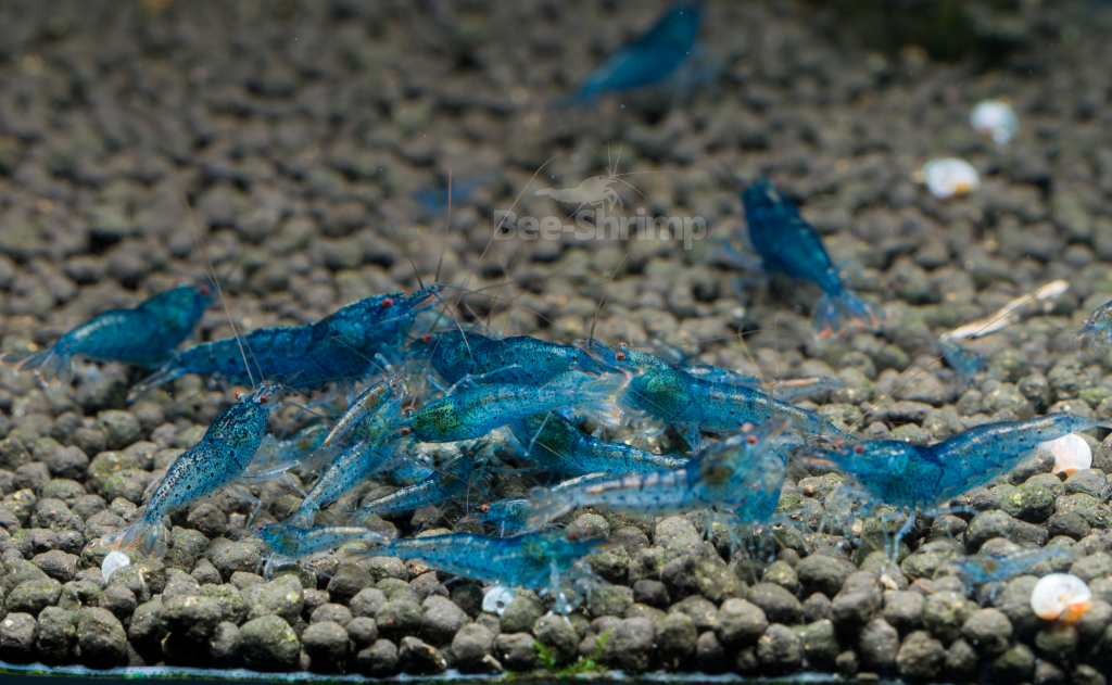 Aura Blue - Bee-Shrimp