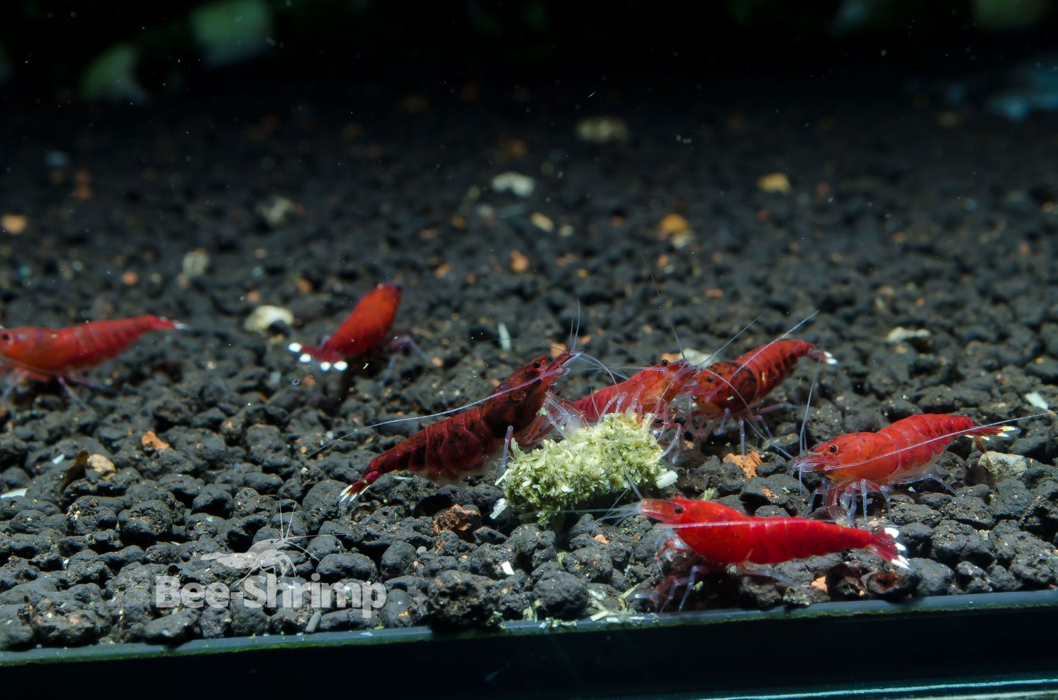 Taiwan Bee Red Ruby Extreme - Bee-Shrimp