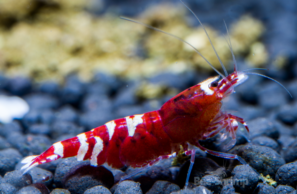 Pinto Nanashi Red - Bee-Shrimp