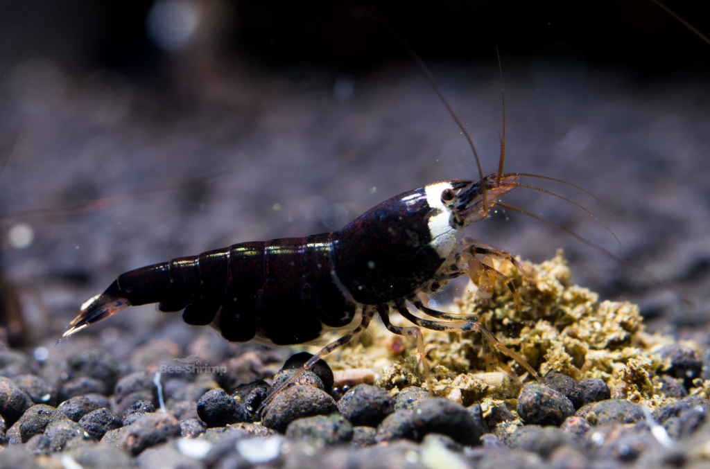 Super Crystal Black Multi Stripes - Bee-Shrimp