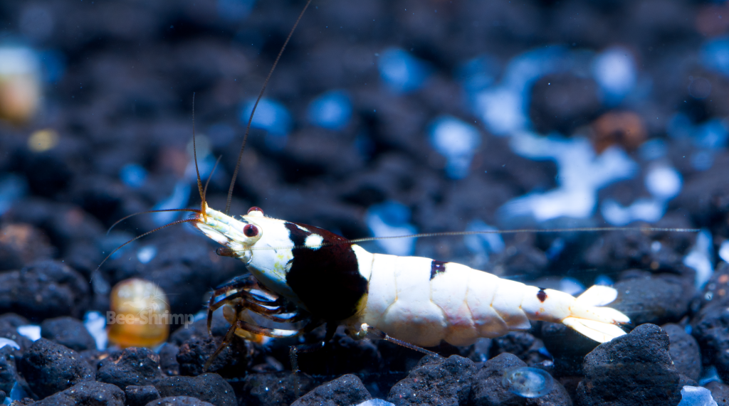 Pure Black Line High SS-SSSS - Bee-Shrimp