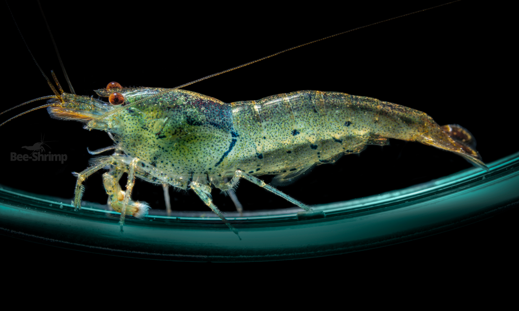 Aura Green - Bee-Shrimp