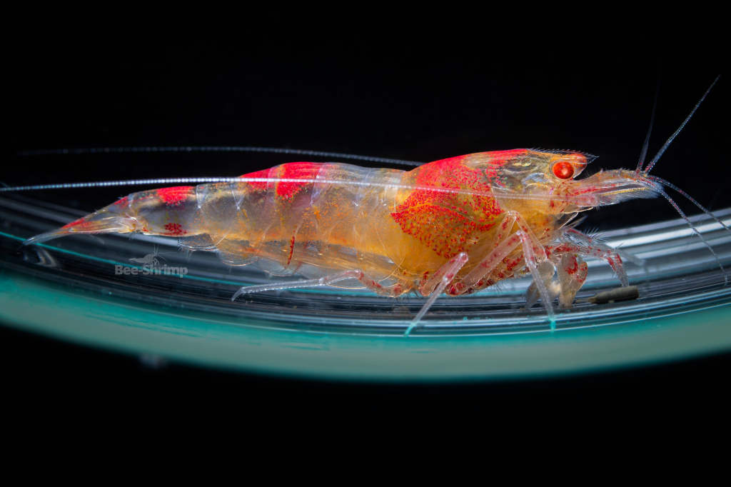Red Bee Ghost Hollow Eyes - Bee-Shrimp
