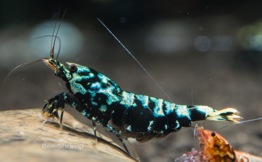 Galaxy Fishbone Black High - Bee-Shrimp